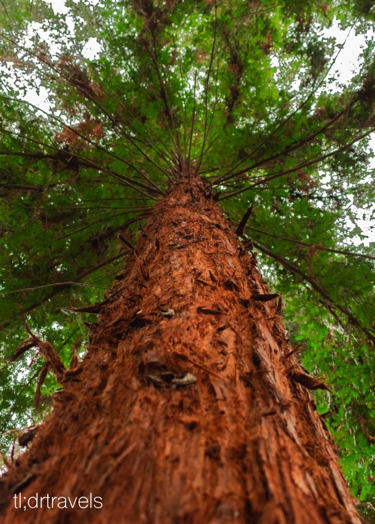 Plan Your Visit: Redwoods in Carbon Canyon Regional Park – TL;DR Travels