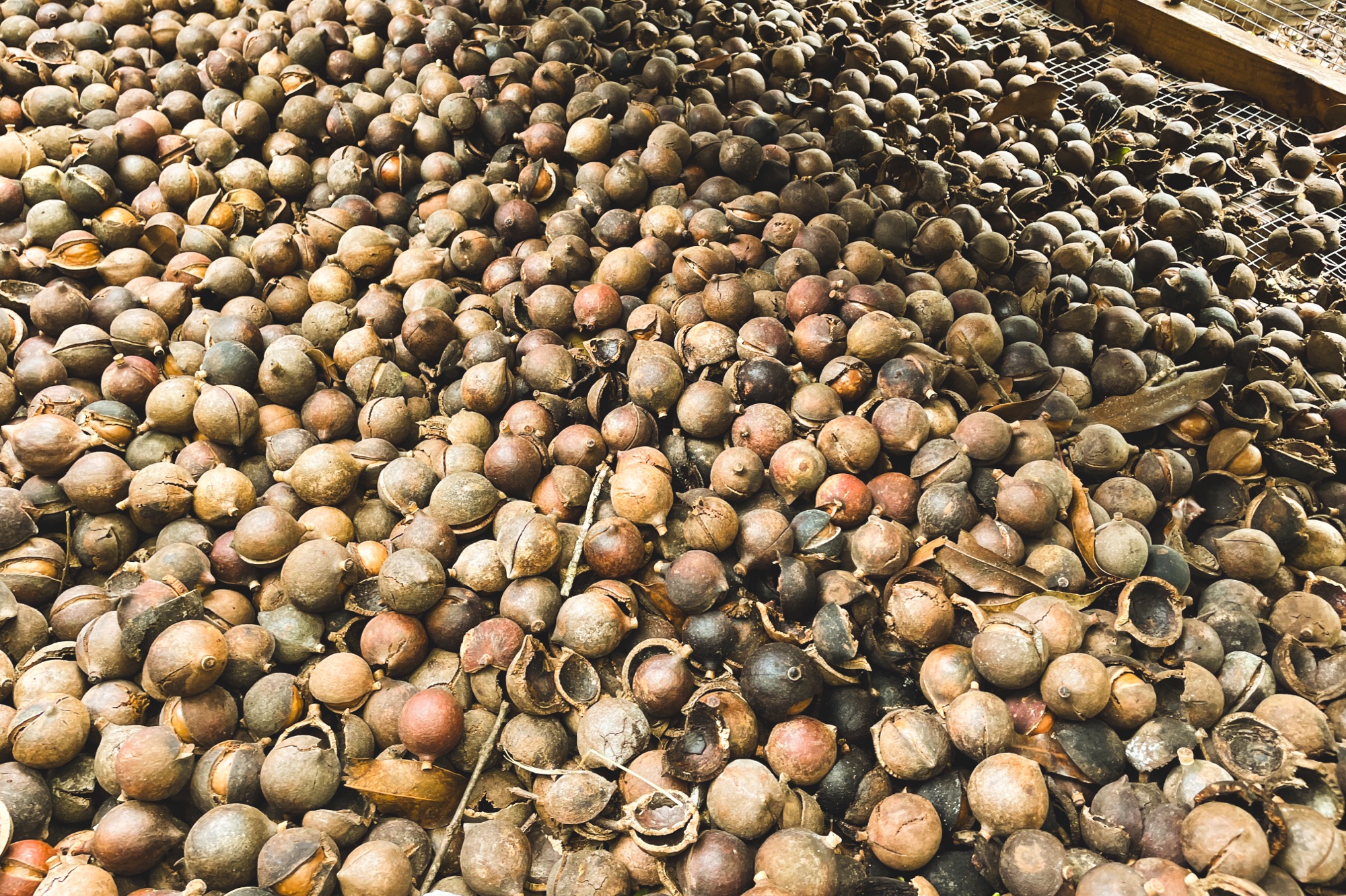 Where to Find Macadamia Nuts in Oahu: The Macadamia Nut Outlet at ...